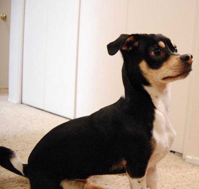 Is this Chihuahua-Beagle (Cheagle) the world's cutest mutt? (photos ...