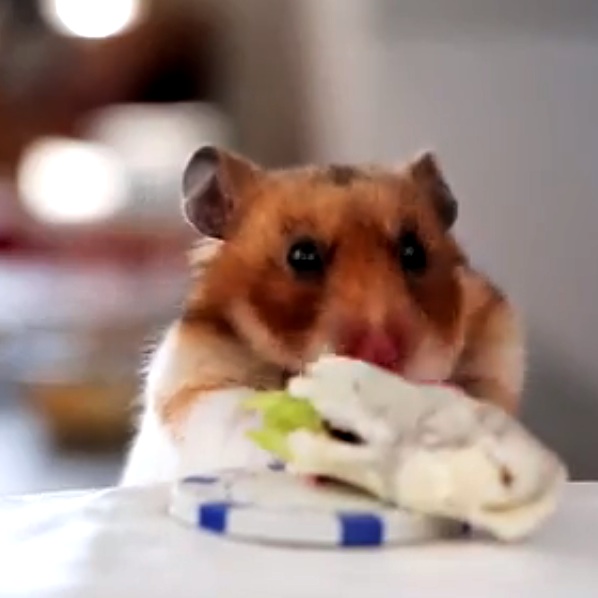 Watch: 'Tiny Hamsters Eating Tiny Burritos' [You're welcome] | POCHO