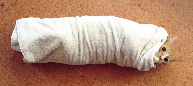 Purritos: Photos of kitties wrapped up like burritos - POCHO