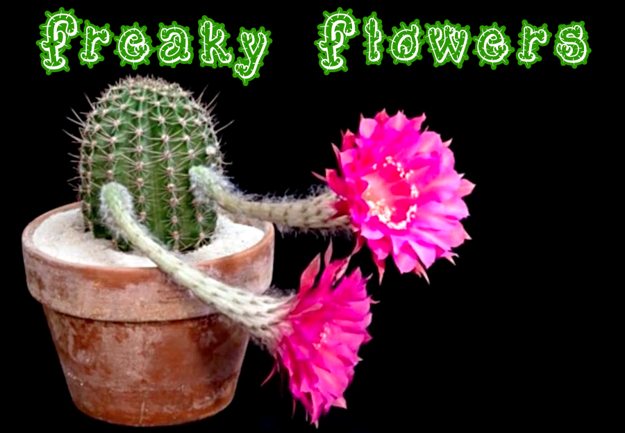 Freaky Flowers: Echinopsis Cacti in Bloom (video) - POCHO